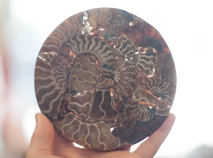 Fossilized Shell Types & Healing Properties | Village Rock Shop